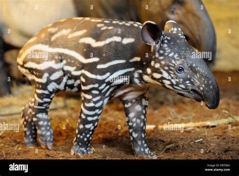 Malayan Tapir