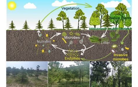 Compounds That Promote Vegetation Diversity Key To Ecological