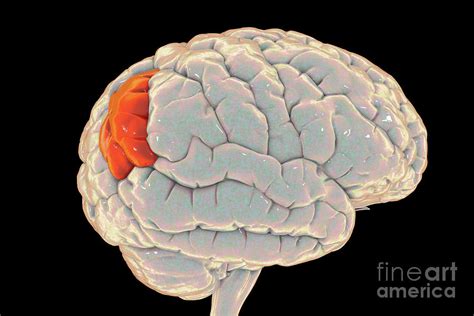 Human Brain With Highlighted Angular Gyrus Photograph By Kateryna Kon
