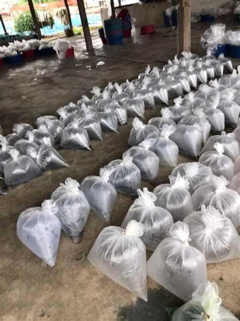 ช่วงนี้อากาศเริ่มเย็นลงแล้ว การให้อาหารต้องควบคุมมากขึ้นกันหน่อย เอื้อสุขพันธุ์ปลา จำหน่าย