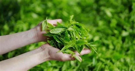 福龟春茶吐翠，相约采茶“趣”茶园