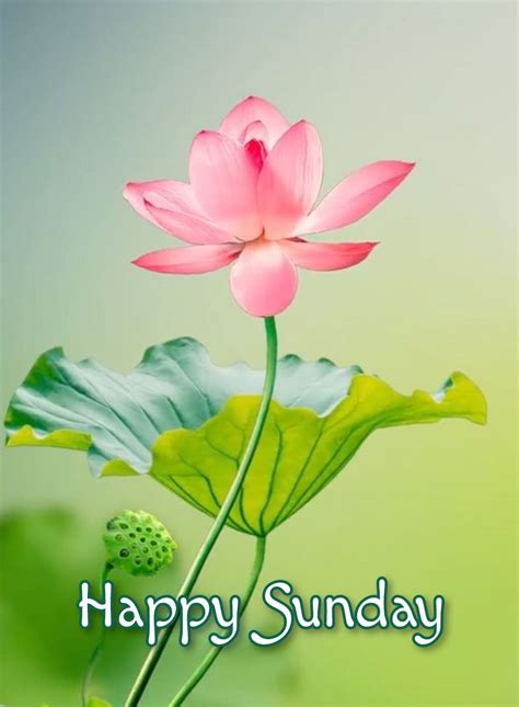Happy Sunday Good Morning Flowers Pictures Happy Sunday Good