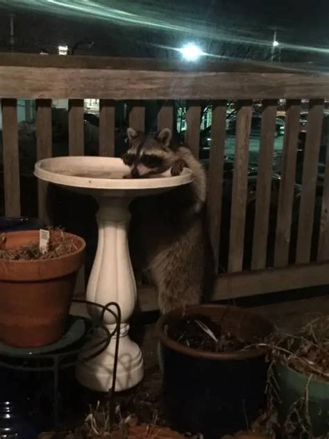 Sneaking A Drink Scrolller