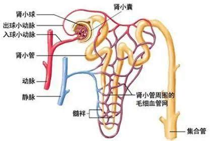 生物可恋肾小管和集合管 尿量