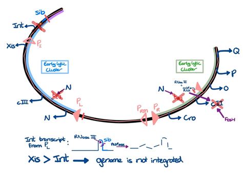 Phage Lambda Genetic Switch Biology Thoughts