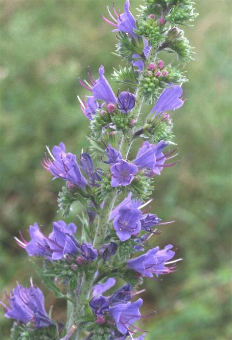 Seminte Si Plante De Gradina Hobby Iarba Sarpelui Echium Vulgare