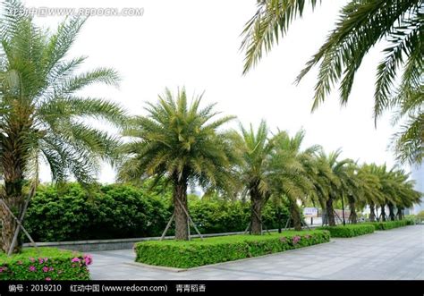 一排棕榈树高清图片下载 红动中国