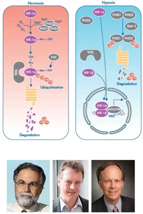 Detecting Hif Alpha And Beyond Bio Techne