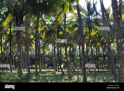 A Coconut Tree Garden Stock Photo Alamy