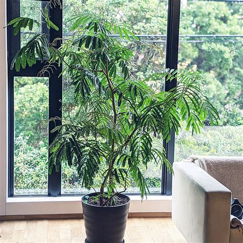 リビングエバーフレッシュ観葉植物観葉植物のある暮らし窓などのインテリア実例 2021 03 25 075551