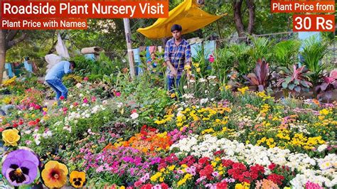 Flower Plant Nursery In India Best Flower Site