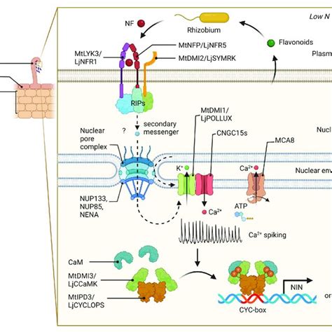 Creating An Environment For Nitrogen Fixation And Nitrogen Delivery
