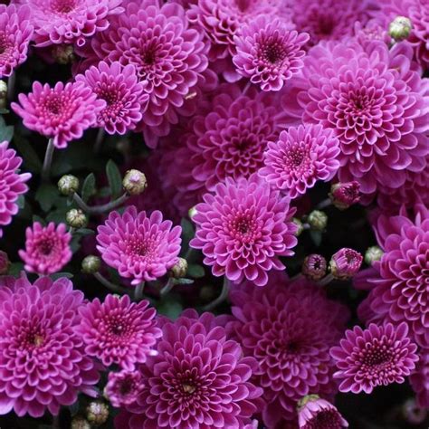 Crisantemo La Flor Del Mes De Noviembre Flores Navarro