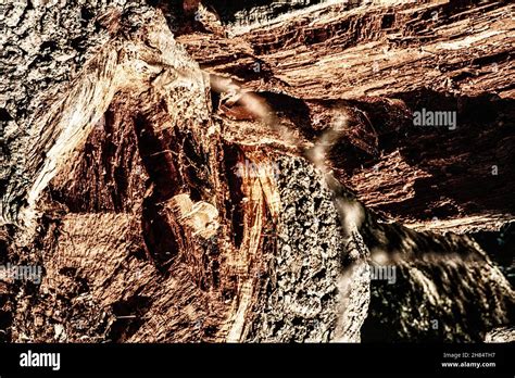 Chaotic Natural Patterns And Textures Formed As Trees Age And