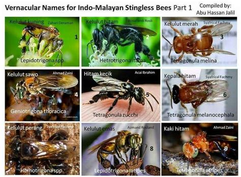 Insect Identification Chart