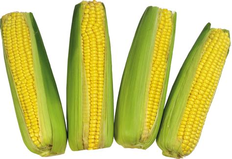 Corn PNG Image