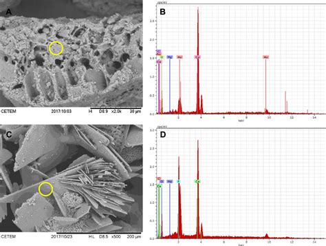 Images Obtained By Sem And Eds Spectrums Of Bioclastic Granules Before