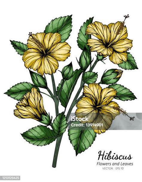 黄色のハイビスカスの花と葉の絵のイラスト白い背景に線画 イラストレーションのベクターアート素材や画像を多数ご用意 イラストレーション