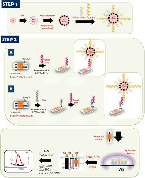 Schematic Representation Of Biobarcode Construction Step 1 Followed Download Scientific