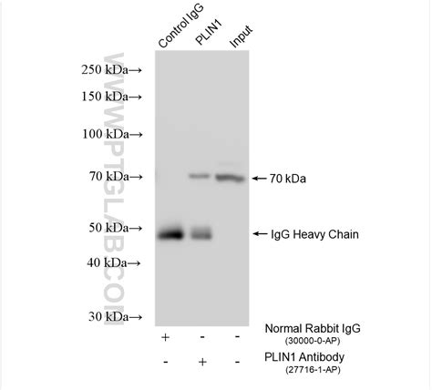 Perilipin Antibody AP Proteintech