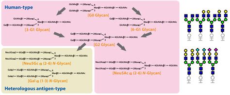 N Glycan Labeled N Glycan Based On Chemical Synthesis Tokyo