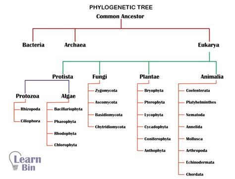 Three Domains Of Life Classification Of Organisms Learnbin