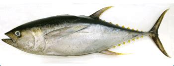 Yellow Fin Tuna Oman Fisheries Company SAOG