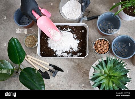 Preparation Of Soil Substrate For Planting Houseplant Into A Pot Stock