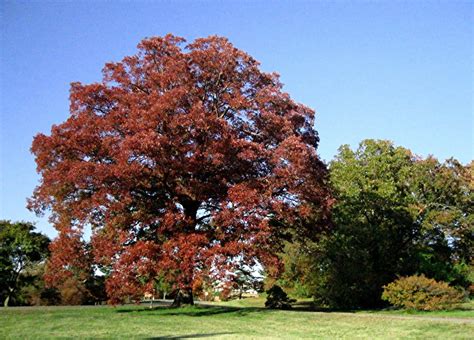 Swamp White Oak Fall Color