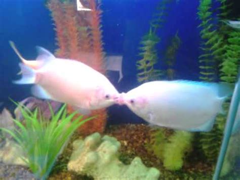 Рыбки целуются YouTube