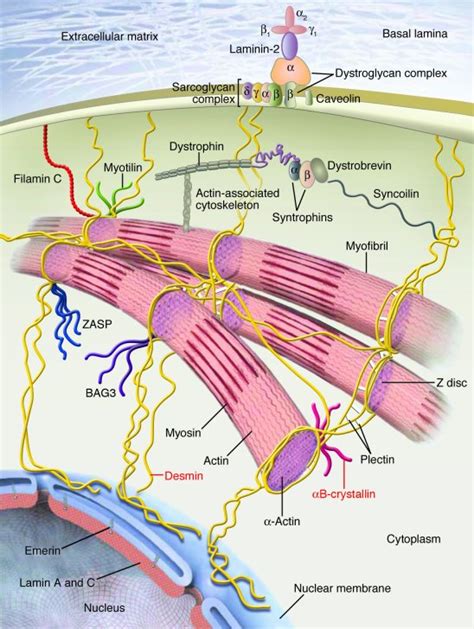 Intermediärfilament Med Kom