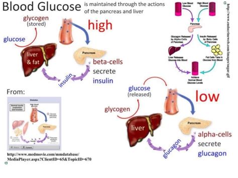 66 Homeostasis And Hormones
