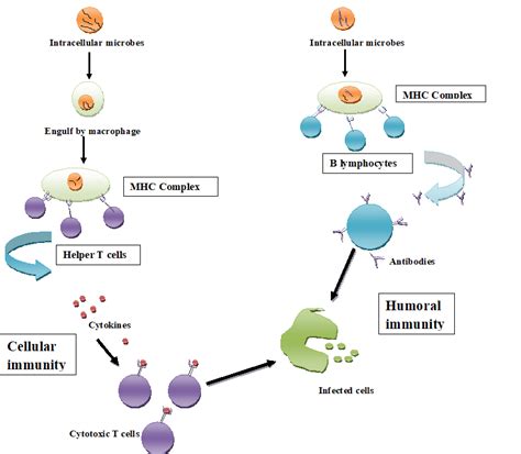 Humoral Immunity
