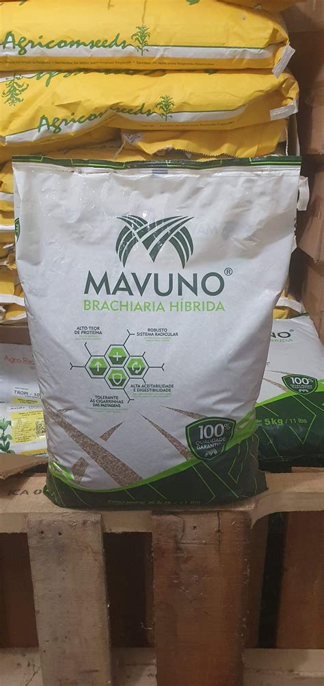 Brachiaria Híbrido Mavuno X 5 Kilos Insumos And Semillas