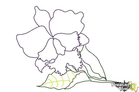 How To Draw A Violet Drawingnow