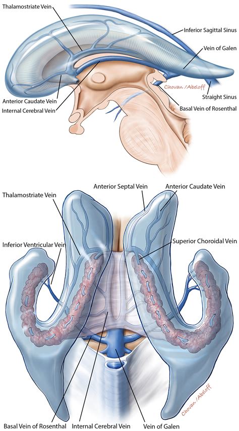 Anatomy Of The Ventricular System The Neurosurgical Atlas By Aaron