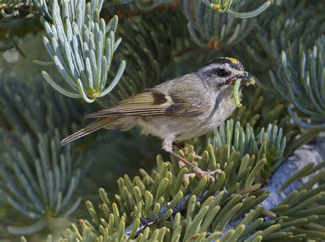 Golden Crowned Kinglet San Diego Bird Spot