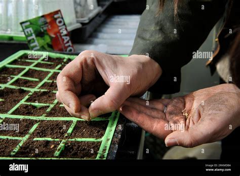 Female Gardener Sowing Seeds In Seed Modules UK Stock Photo Alamy