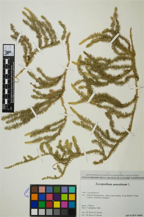 Lycopodium Annotinum L Museo Regionale Di Scienze Naturali Efisio Noussan