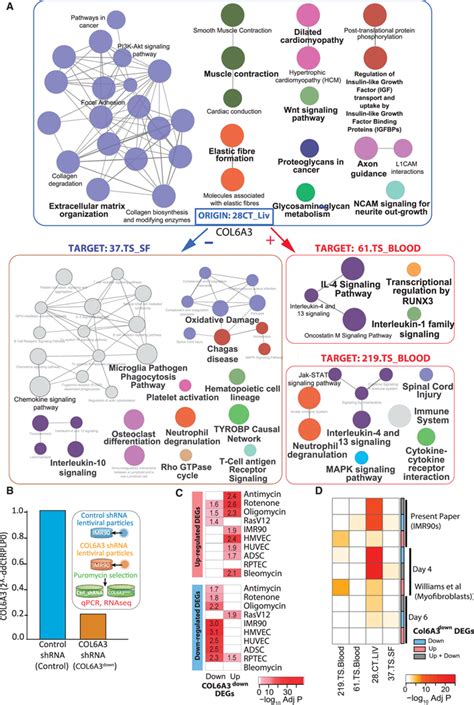 Integration Of Transcriptomes Of Senescent Cell Models With Multi