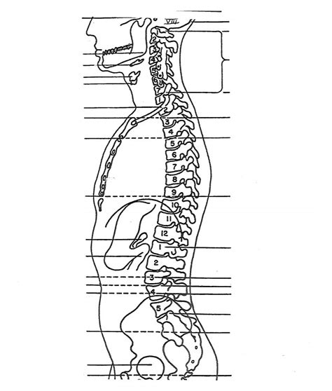Anatomical Landmarks Part II Diagram Quizlet
