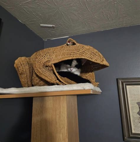 30 Times Creative People Came Up With Cool Diy Ideas To ‘catify Their