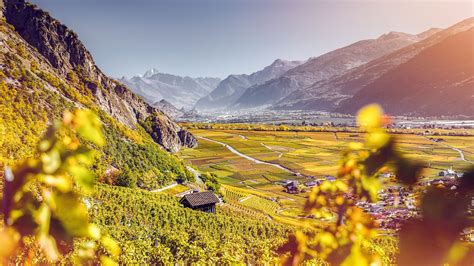 Goldener Herbst Im Wallis Advertorial VINUM