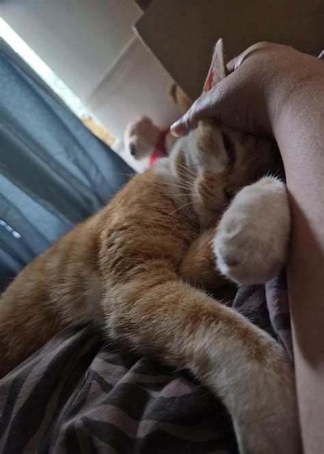 Harley And His Leopard Print Toe Beans Rtoebeans