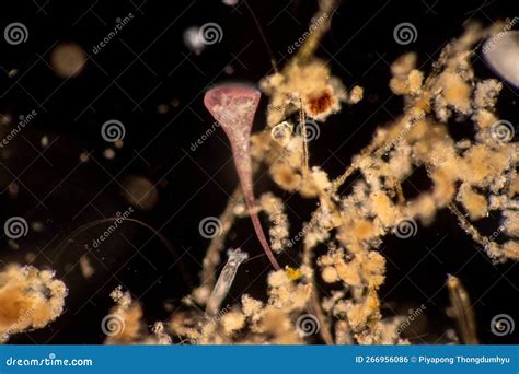 Protozoa And Plant Cells Under The Microscope For Education Stock