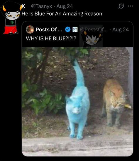 He Is Blue For An Amazing Reason Karka Maryam And Her Cat Cat And