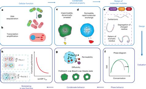 Engineering Strategy For Programmable Functional Synthetic