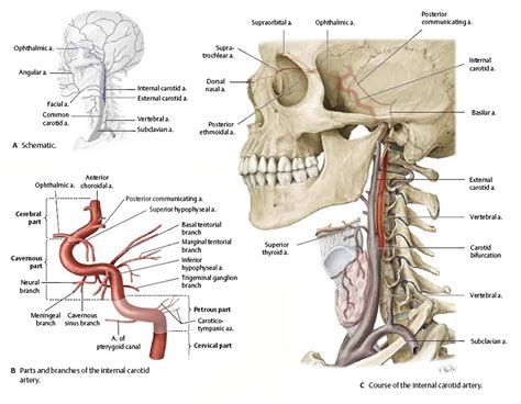 Branches Of Internal Carotid Artery