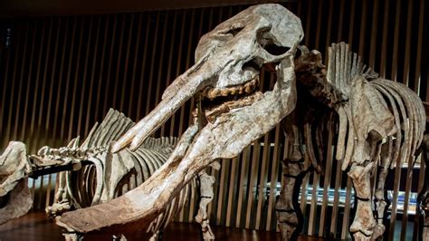 Theories Why These 7 Prehistoric Elephants Went Extinct