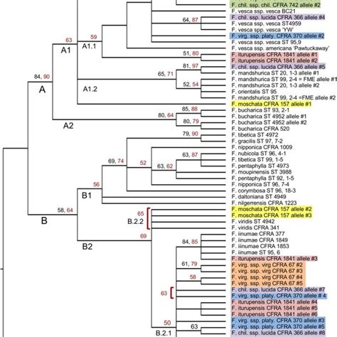 bootstrap strict consensus tree inferred from combined sequence data